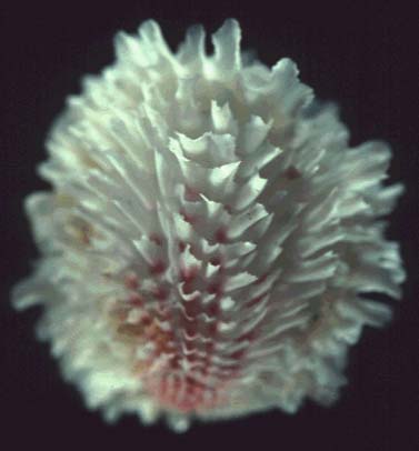 Scanning Light Photomacrography - Home