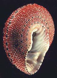 Scanning Light Photomacrography - Home